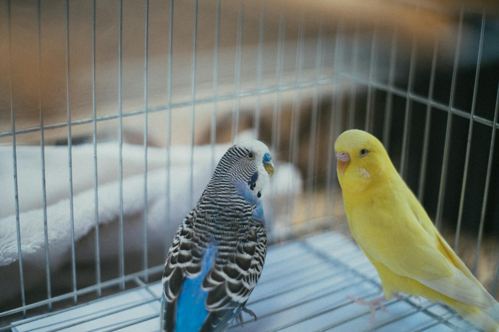 10 Essential Items You Must Have Before Purchasing Your First Budgie ...