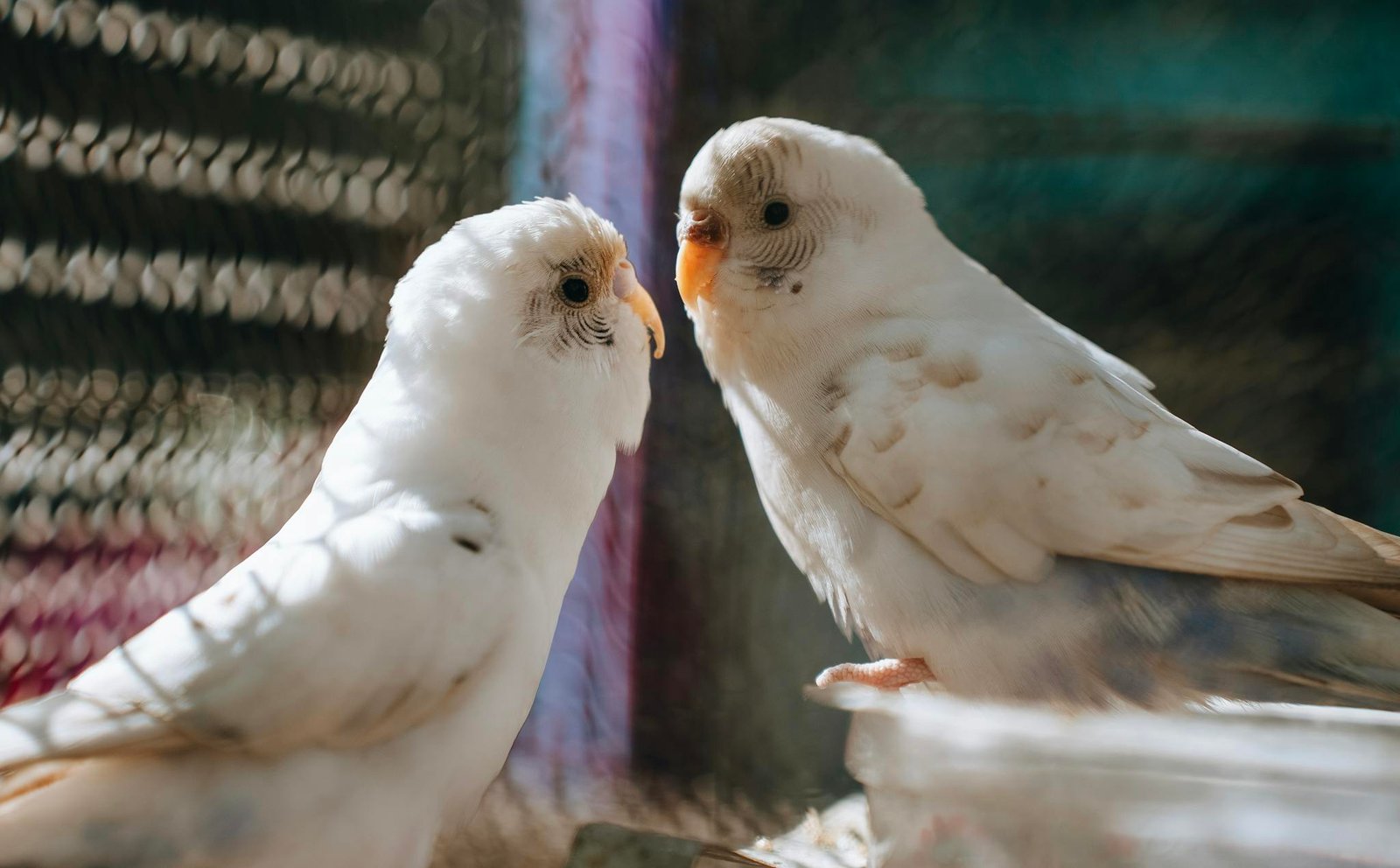 The Ultimate Guide to Breeding Budgies: Everything You Need to Know ...